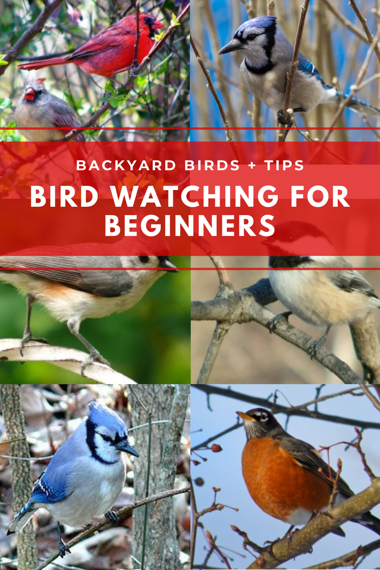 Bird Watching For Beginners — Boston Mamas
