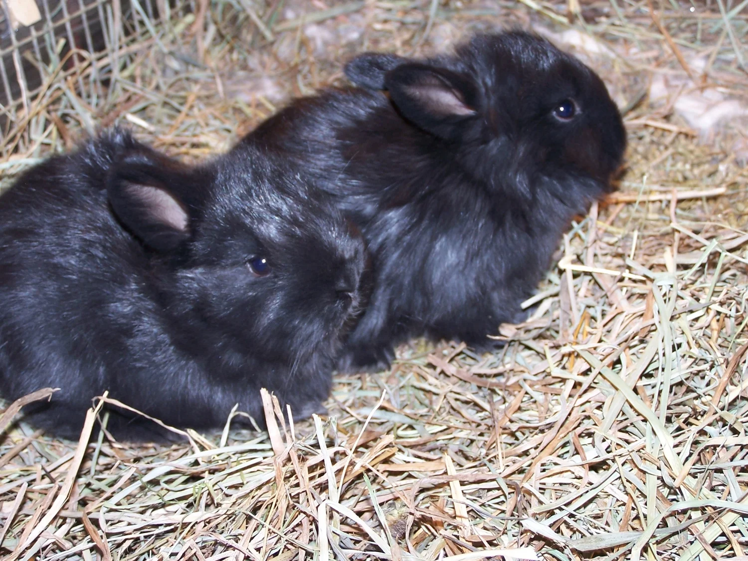 Photo Gallery — The Rosefield