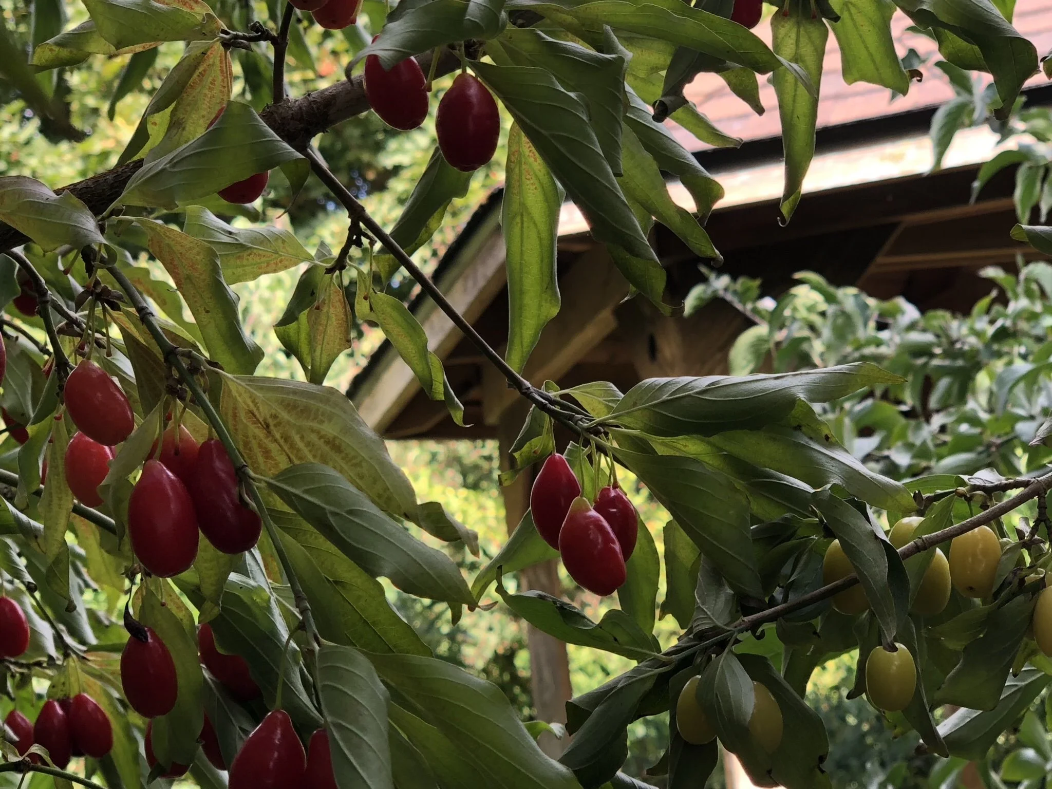 What is a Cornelian Cherry? — Fordyce Farm inc.