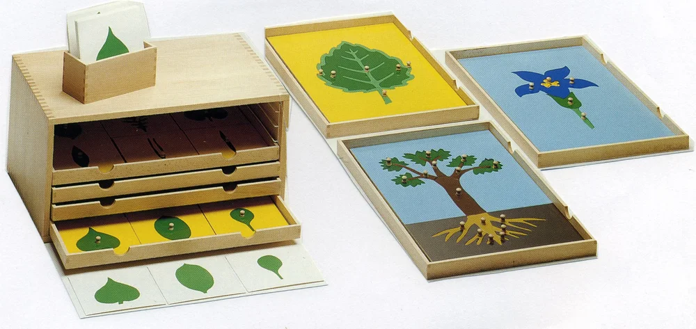 Montessori Botany Cabinet Lesson | Cabinets Matttroy