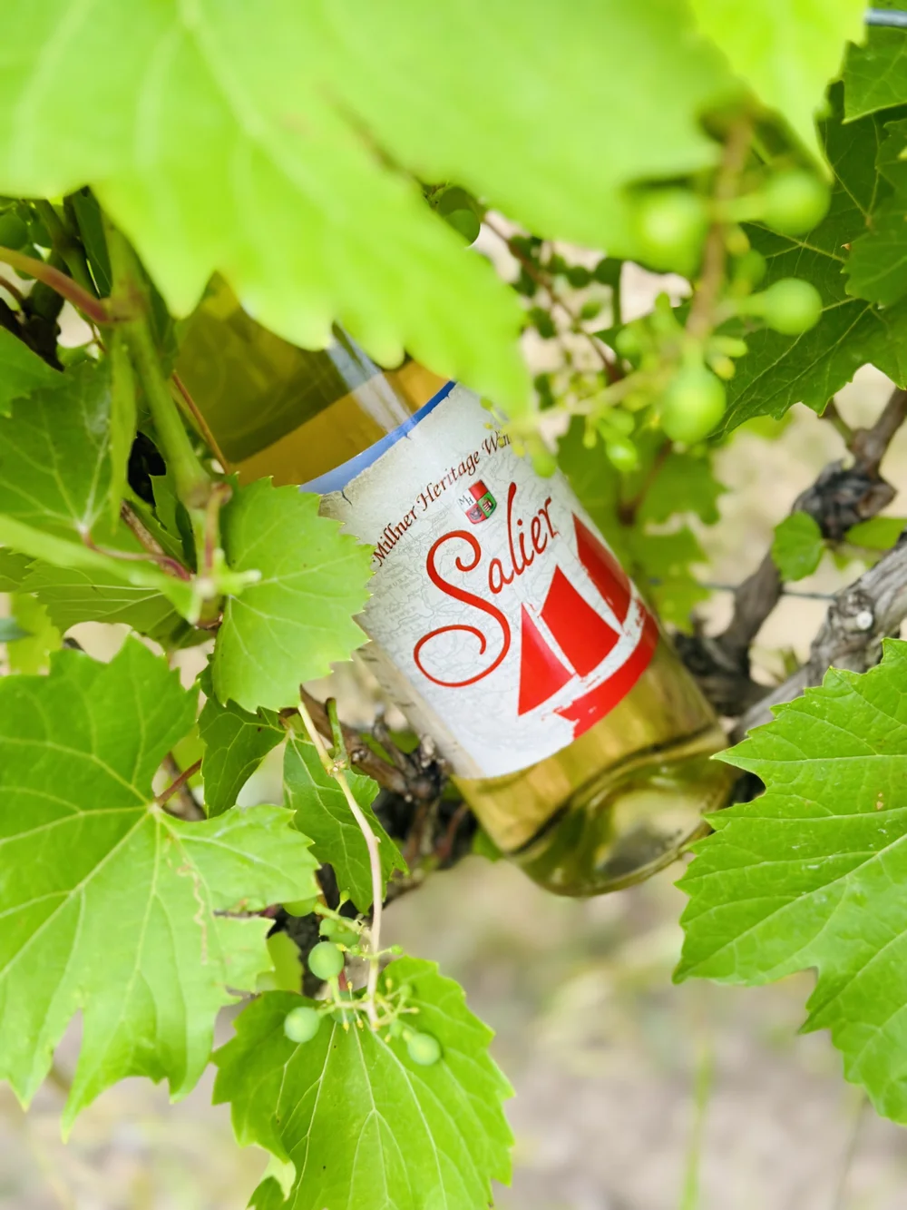 Wines — Millner Heritage Winery