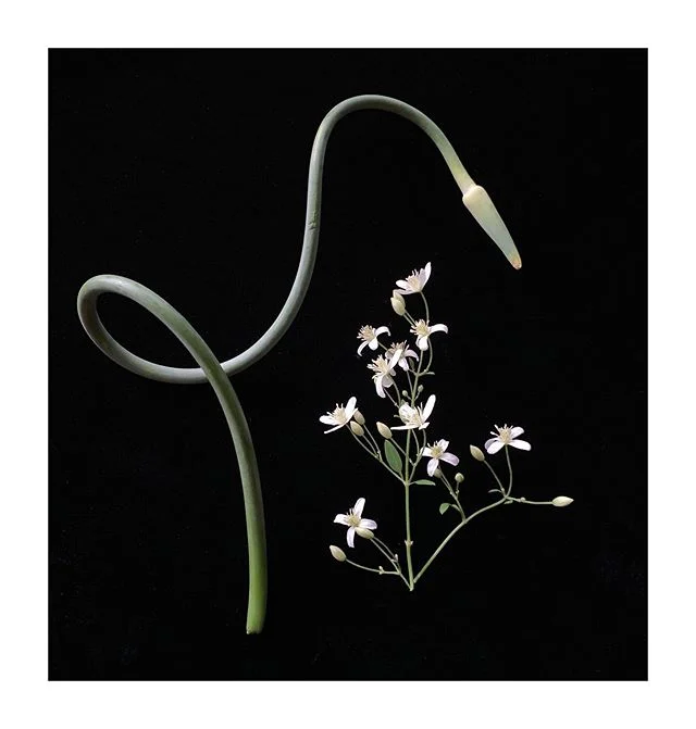 Daily Photo — Jane Fulton Alt