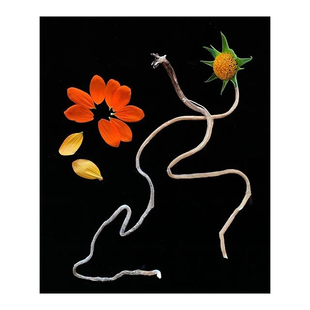 Daily Photo — Jane Fulton Alt