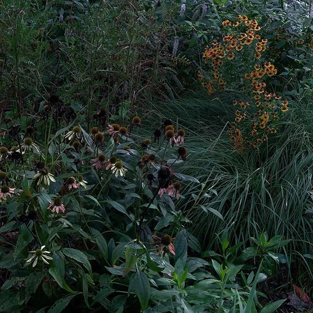 Daily Photo — Jane Fulton Alt