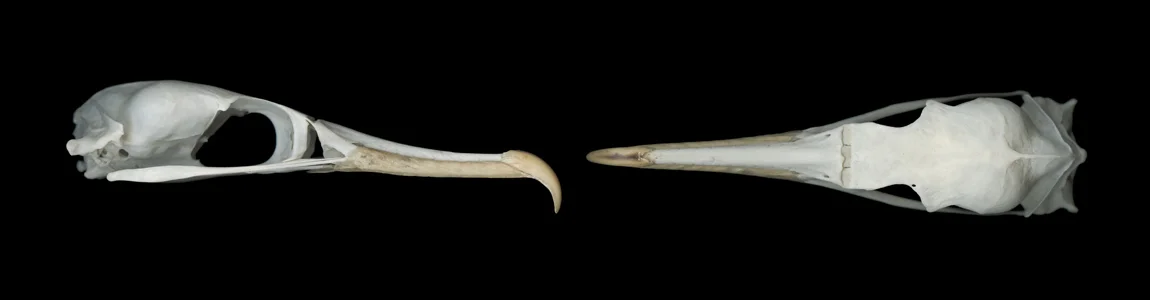 Archival Collection — Josie Iselin