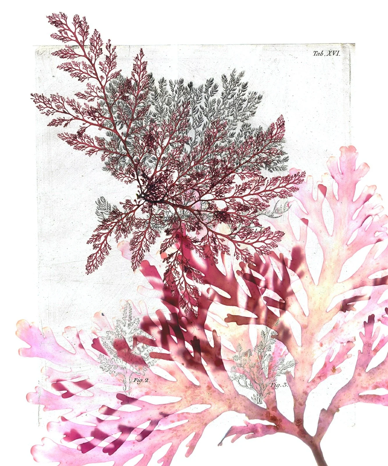 Microcladia coulteri and Osmundea on Gmelin — Josie Iselin