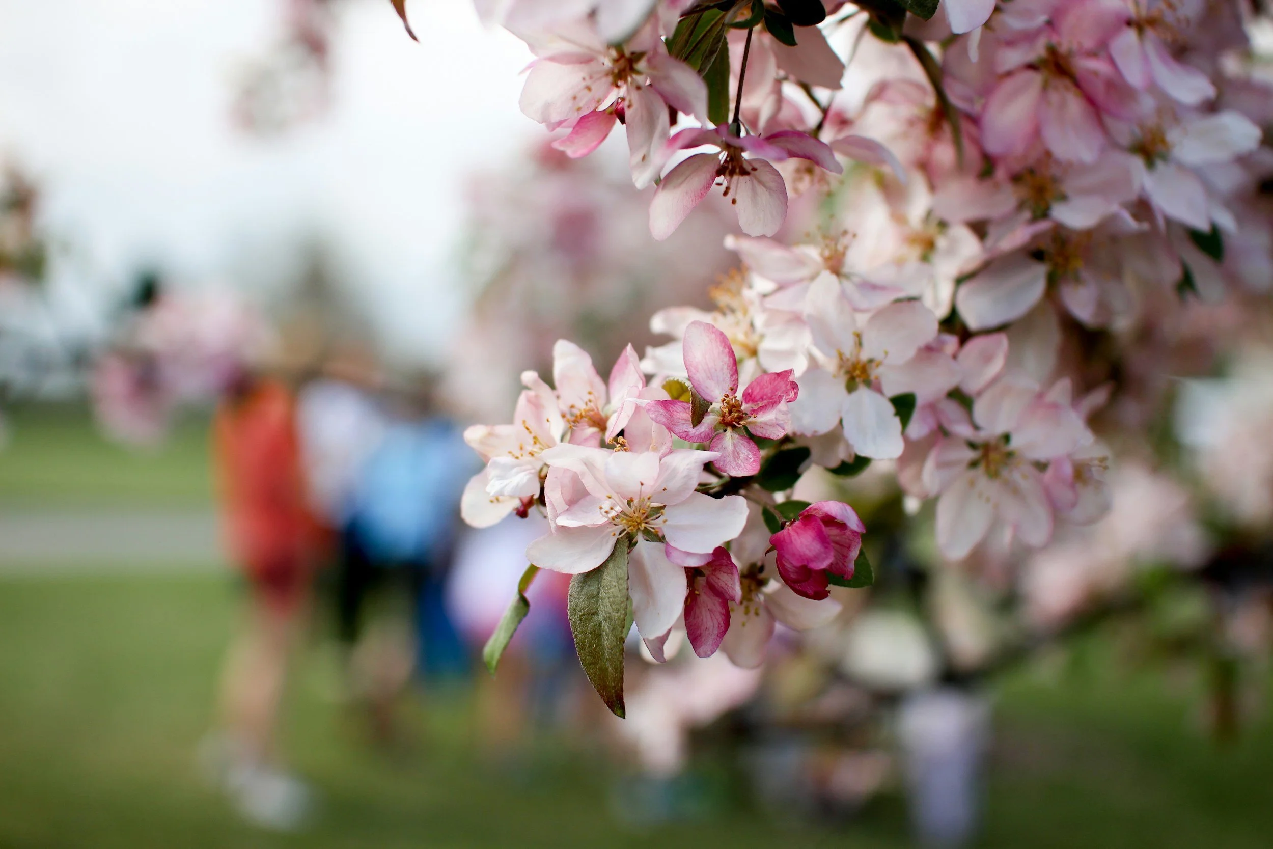Easter Events in Kansas City: Best Egg Hunts, Brunches & Family ...