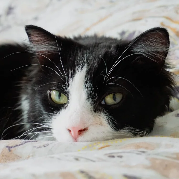 Euthabag Sample Request- Thank You! Explore our Resources — Euthabag Pet Body Bag