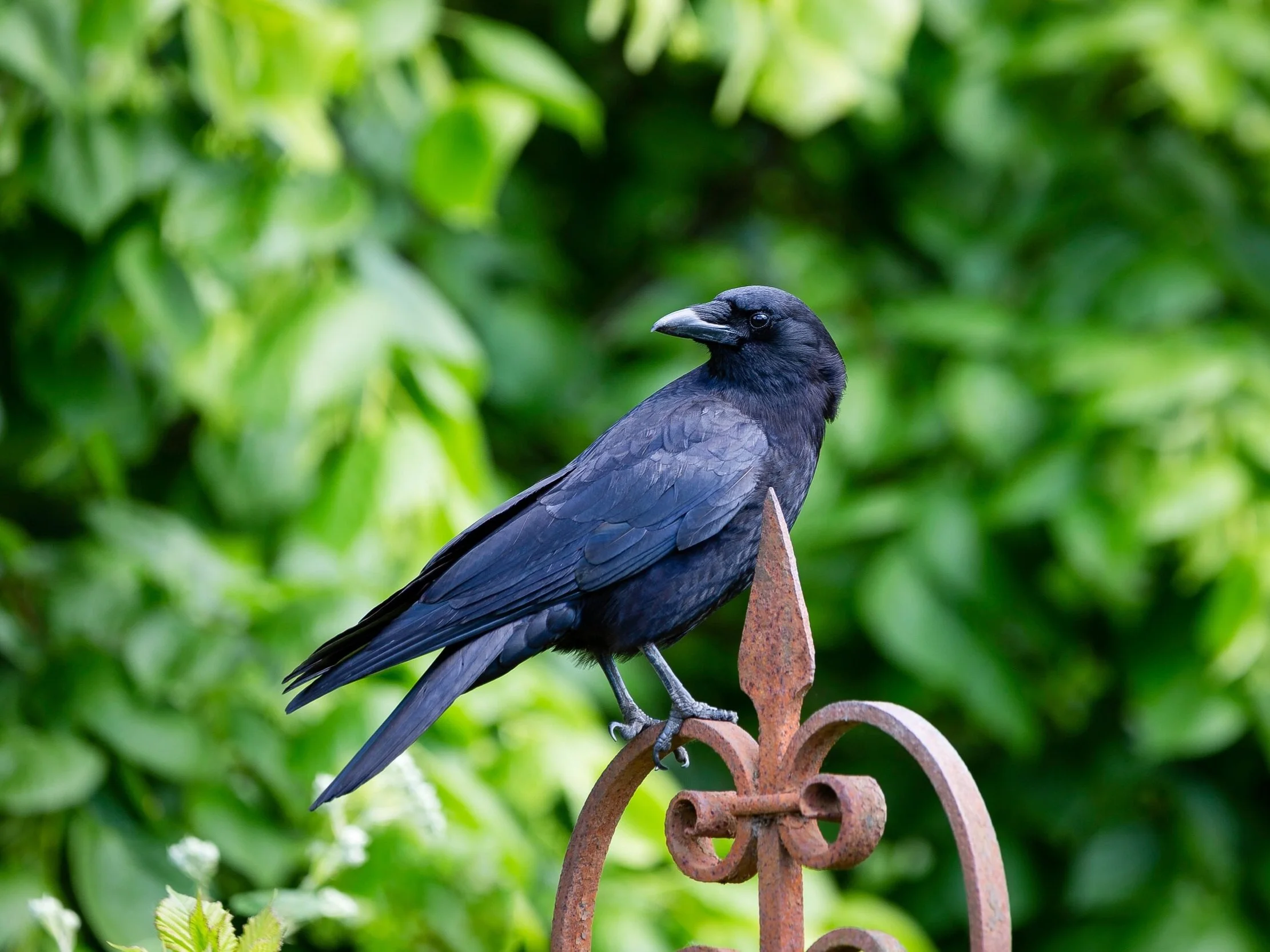 About Heather Needham — Heather Needham