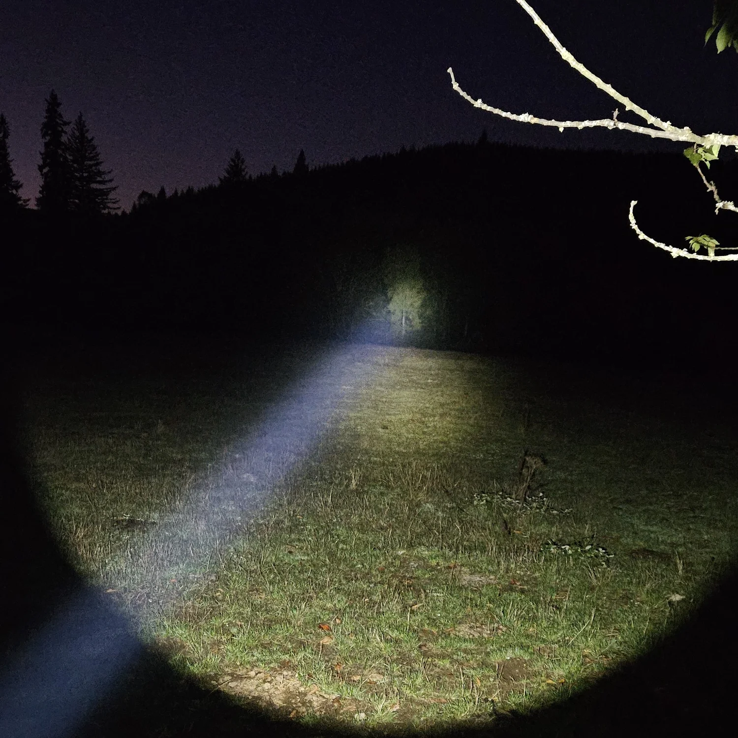 Z-Bolt Blazer LED & LEP lights — Firearms Insider