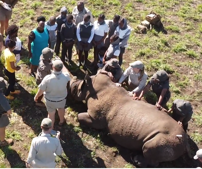 Rhino poaching and ways to prevent or stall poachers from killing ...