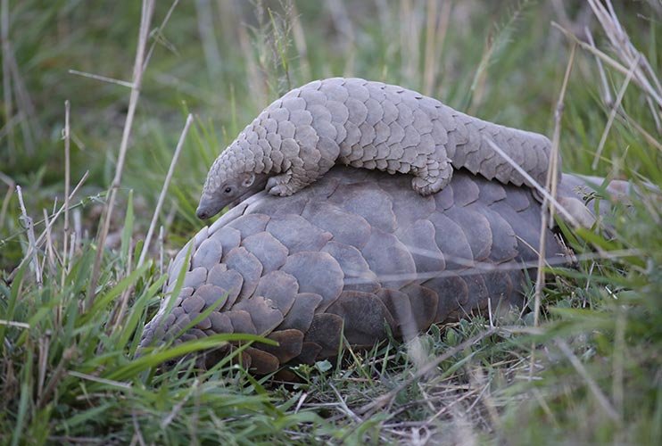 Pangolin And Its Baby