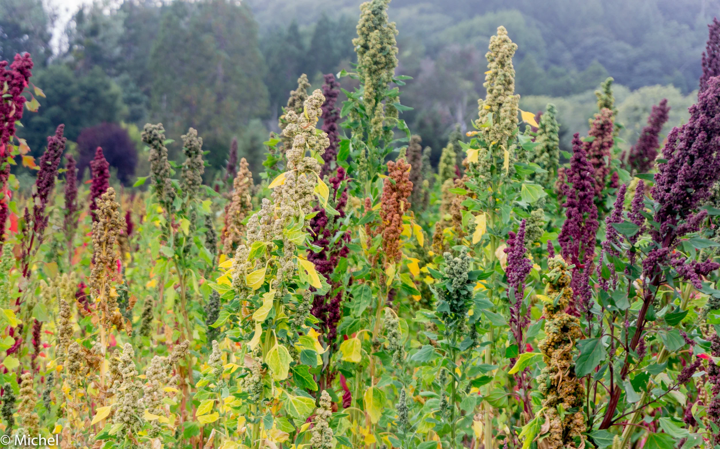 Ryan Power: New Family Farm — Feeder
