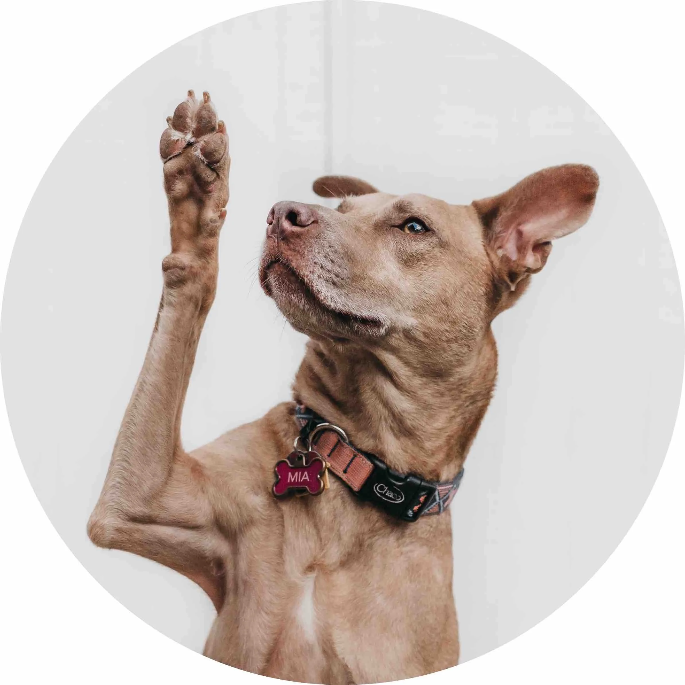High five for our top five teaching strategies! – Retrieval Practice