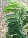 Our Difference — Green Earth Vitamins - Natural Soursop Products