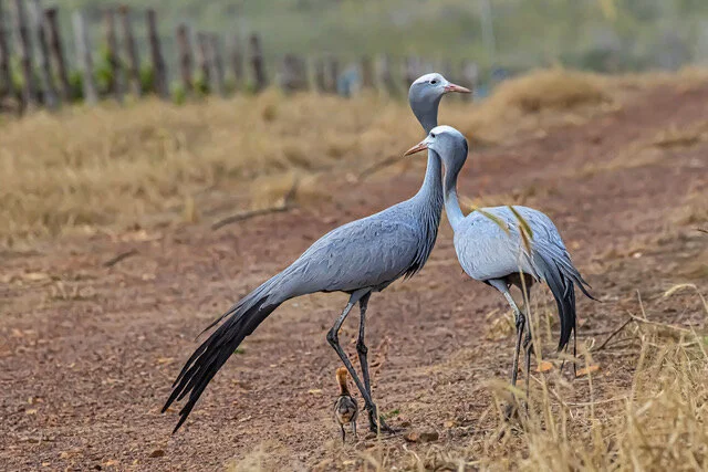 Bee Friendly and Home to the Blue Crane | Benguela Cove