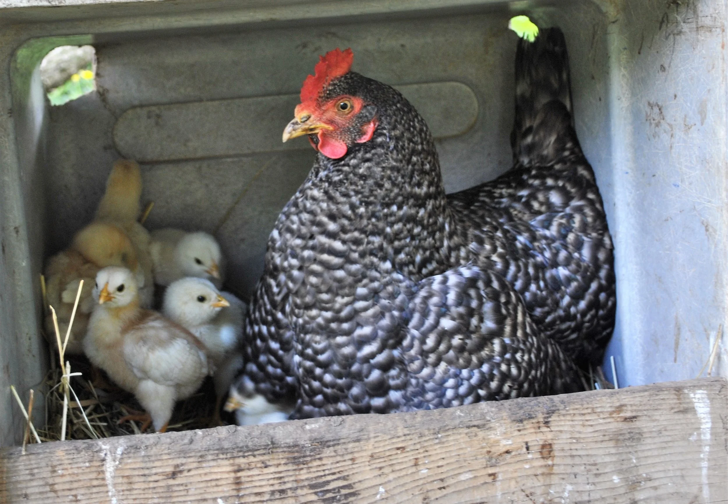 Mother Hens — Willet Ponds Farm