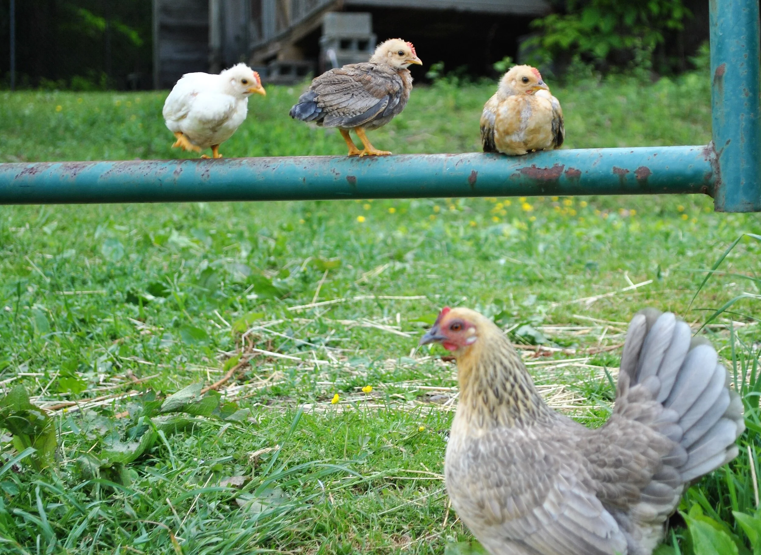 Farm Tours — Willet Ponds Farm
