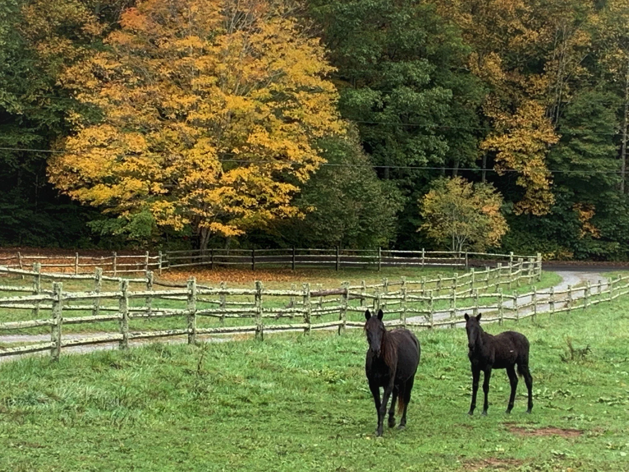 The Herd — Willet Ponds Farm