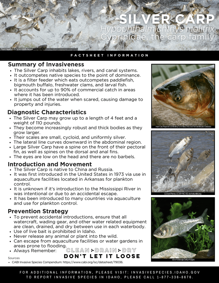 Silver Carp Factsheet — Invasive Species of Idaho