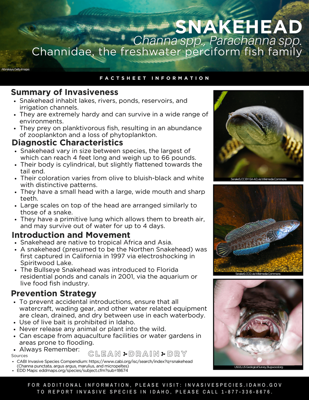 Snakehead Factsheet — Invasive Species of Idaho