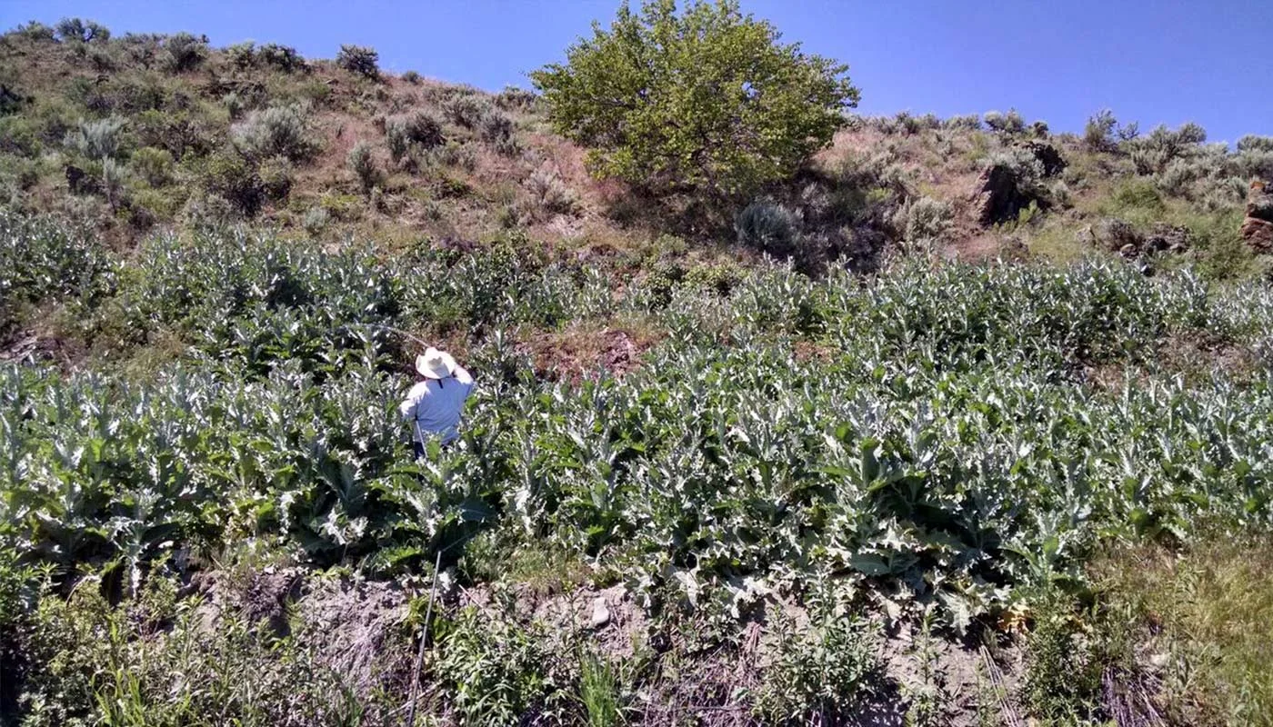 Control Strategies — Invasive Species of Idaho