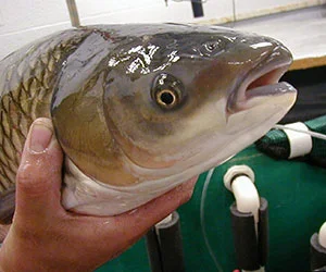 Invasive Pest ID — Invasive Species of Idaho