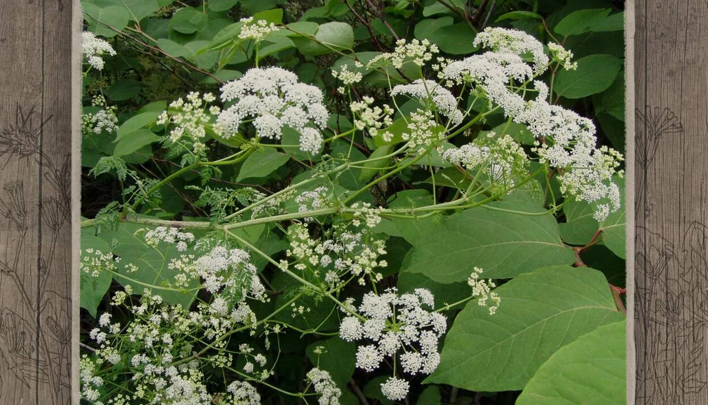 Invasive Species of Idaho