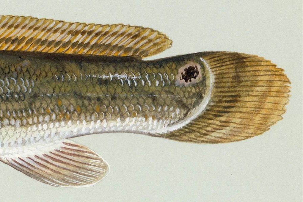 Fish — Invasive Species of Idaho