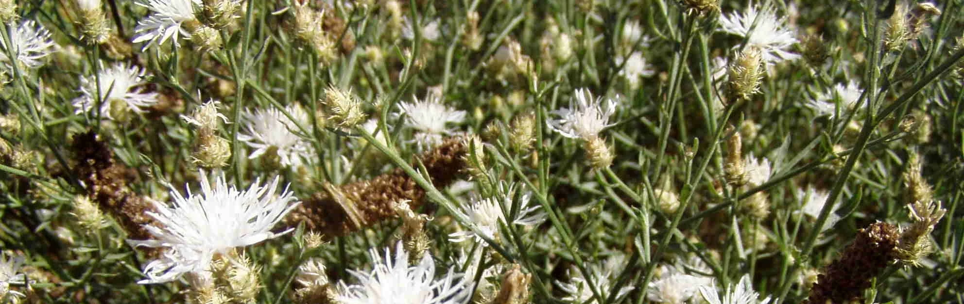 Noxious Weed Program — Invasive Species of Idaho