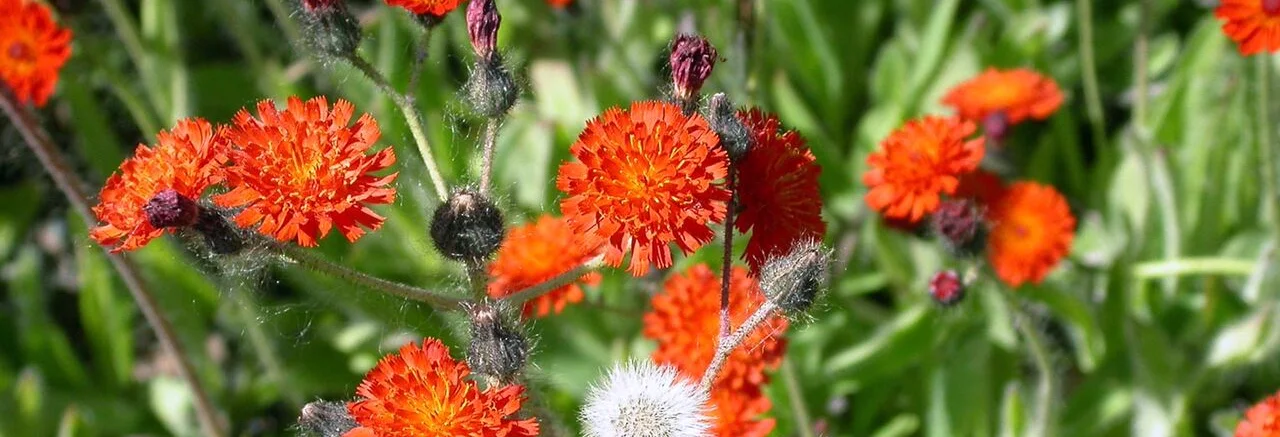 Noxious Weeds — Invasive Species of Idaho