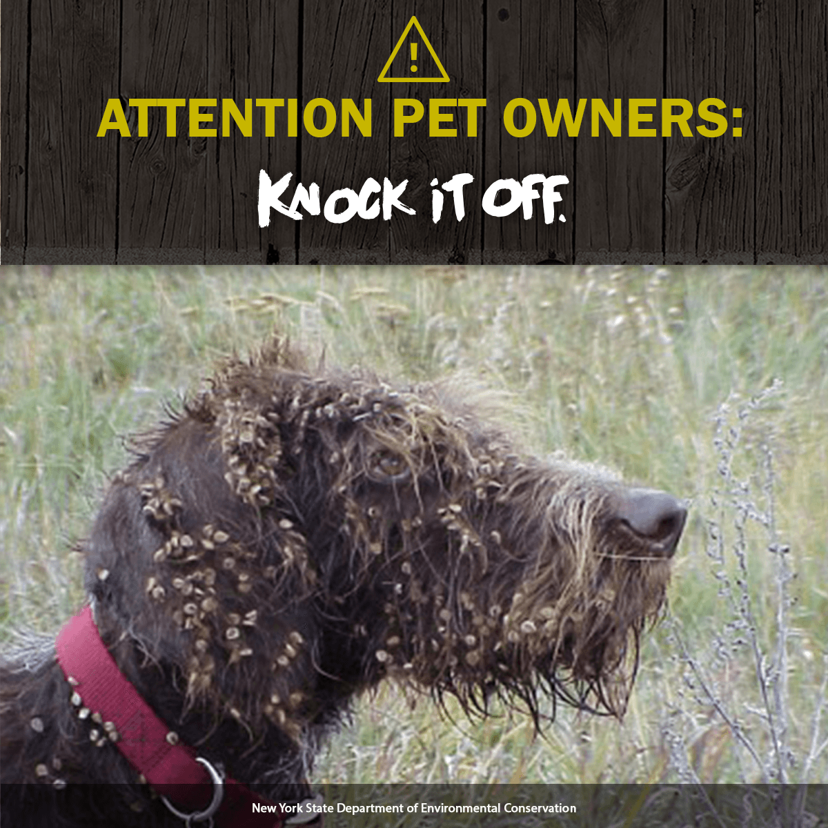 Invasive Species of Idaho