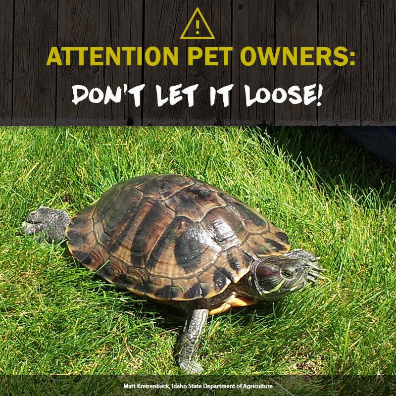 Invasive Species of Idaho