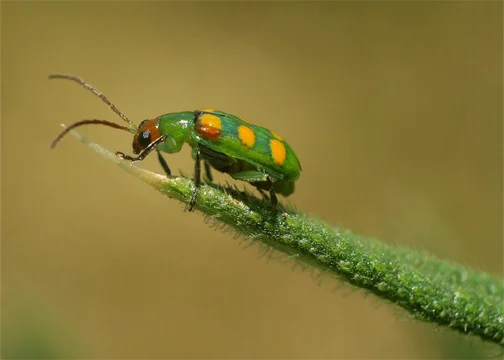 Insects — Invasive Species of Idaho