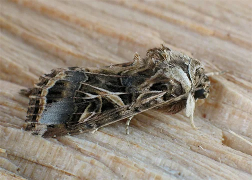 Insects — Invasive Species of Idaho