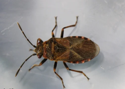 Insects — Invasive Species of Idaho