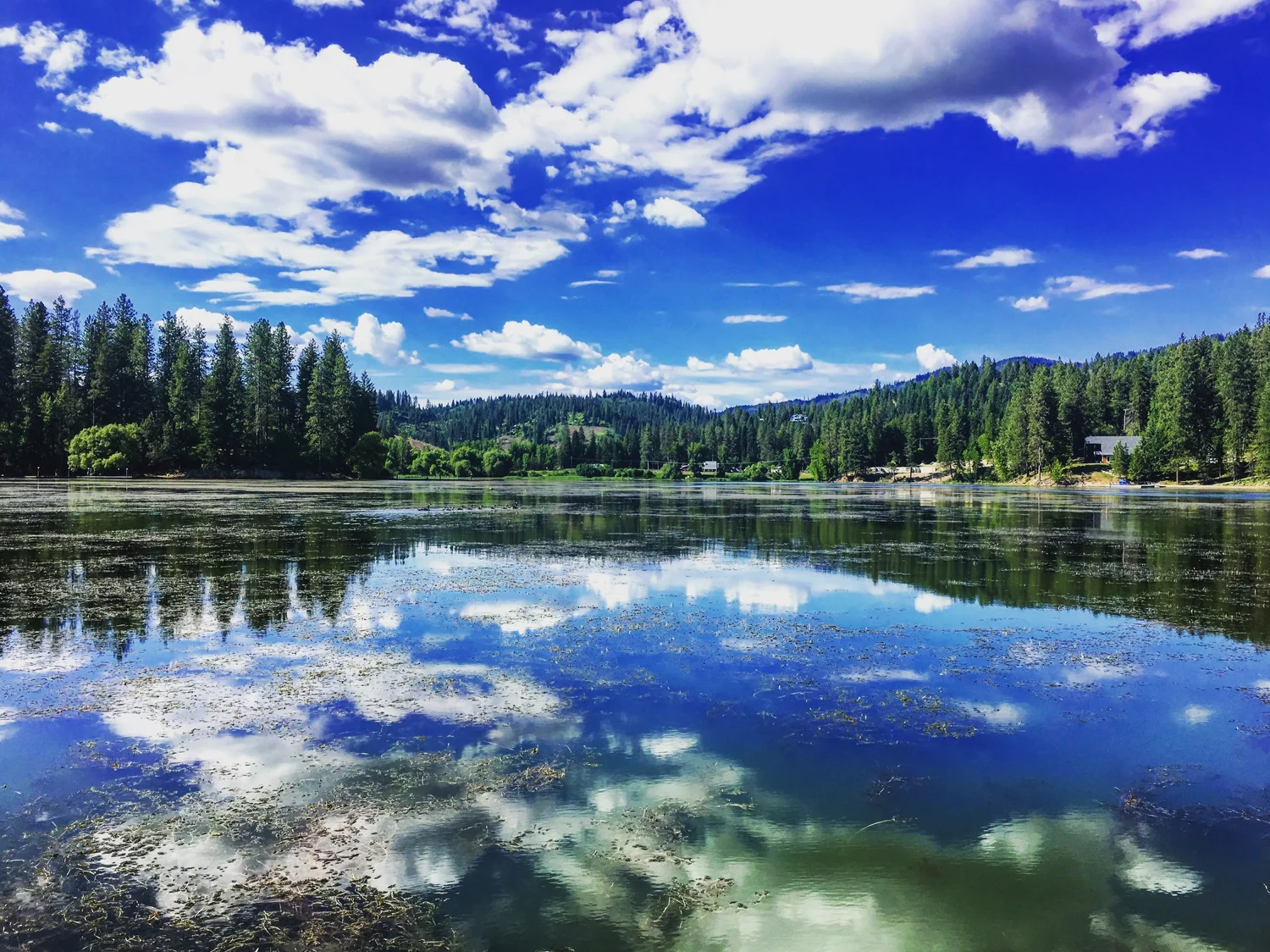 Hayden Lake Treatments — Invasive Species of Idaho