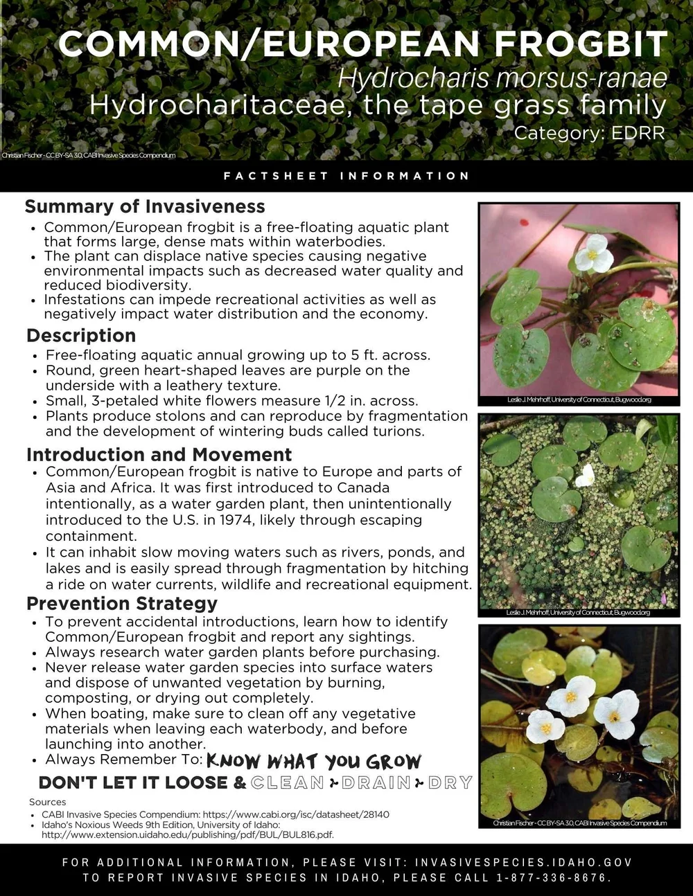 Frogbit Factsheet — Invasive Species of Idaho