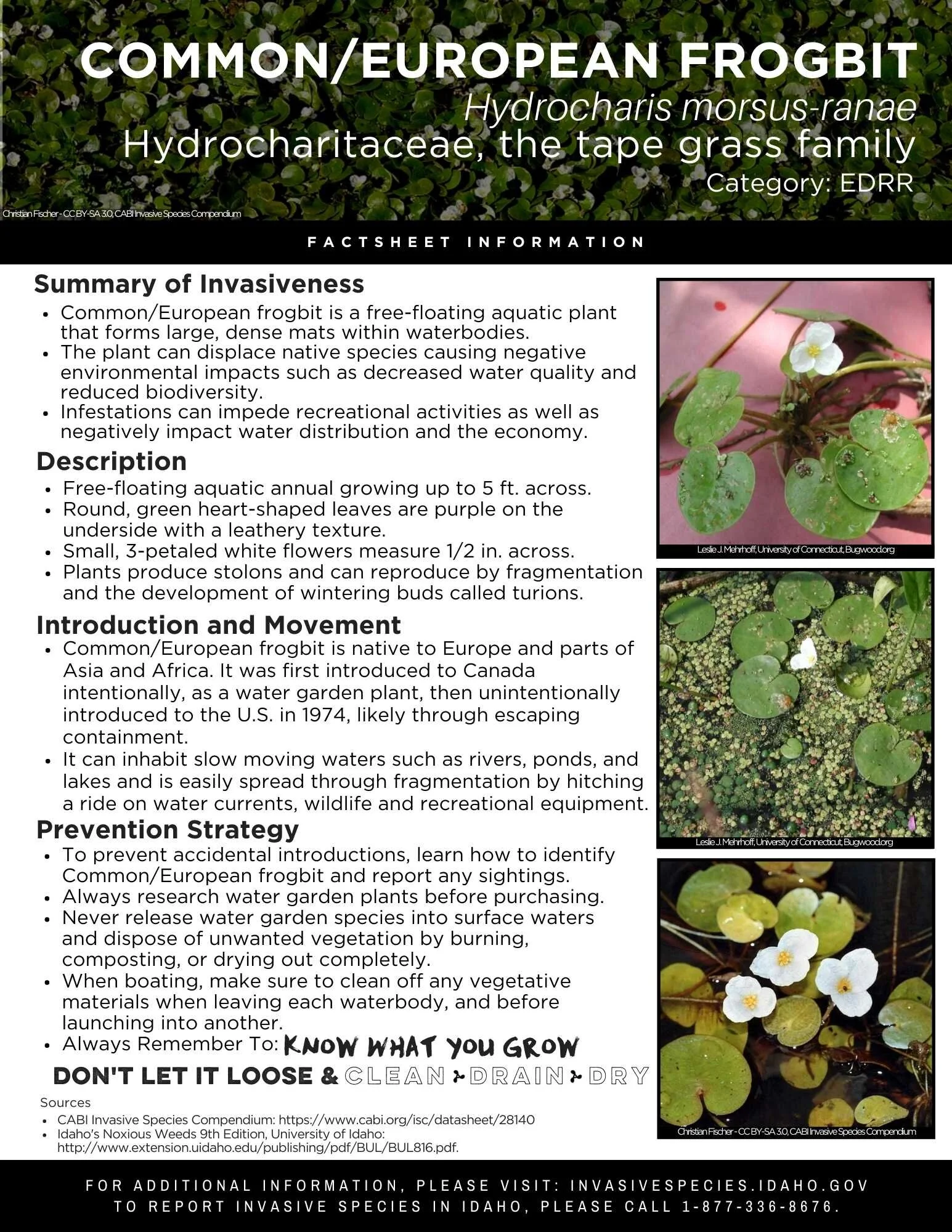 Frogbit Factsheet — Invasive Species of Idaho
