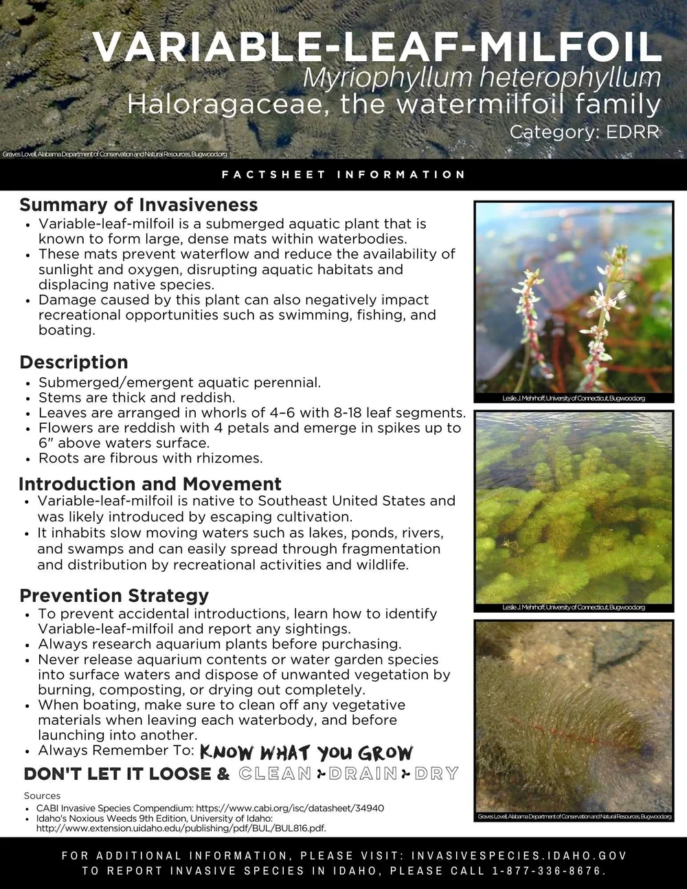 Variable Leaf Milfoil Factsheet — Invasive Species of Idaho