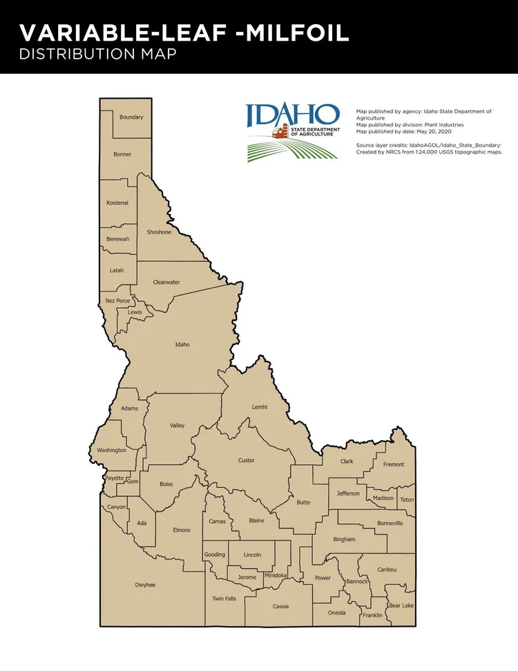 Variable Leaf Milfoil Factsheet — Invasive Species of Idaho