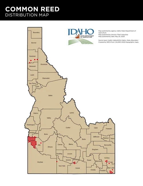 Common Reed Factsheet — Invasive Species of Idaho