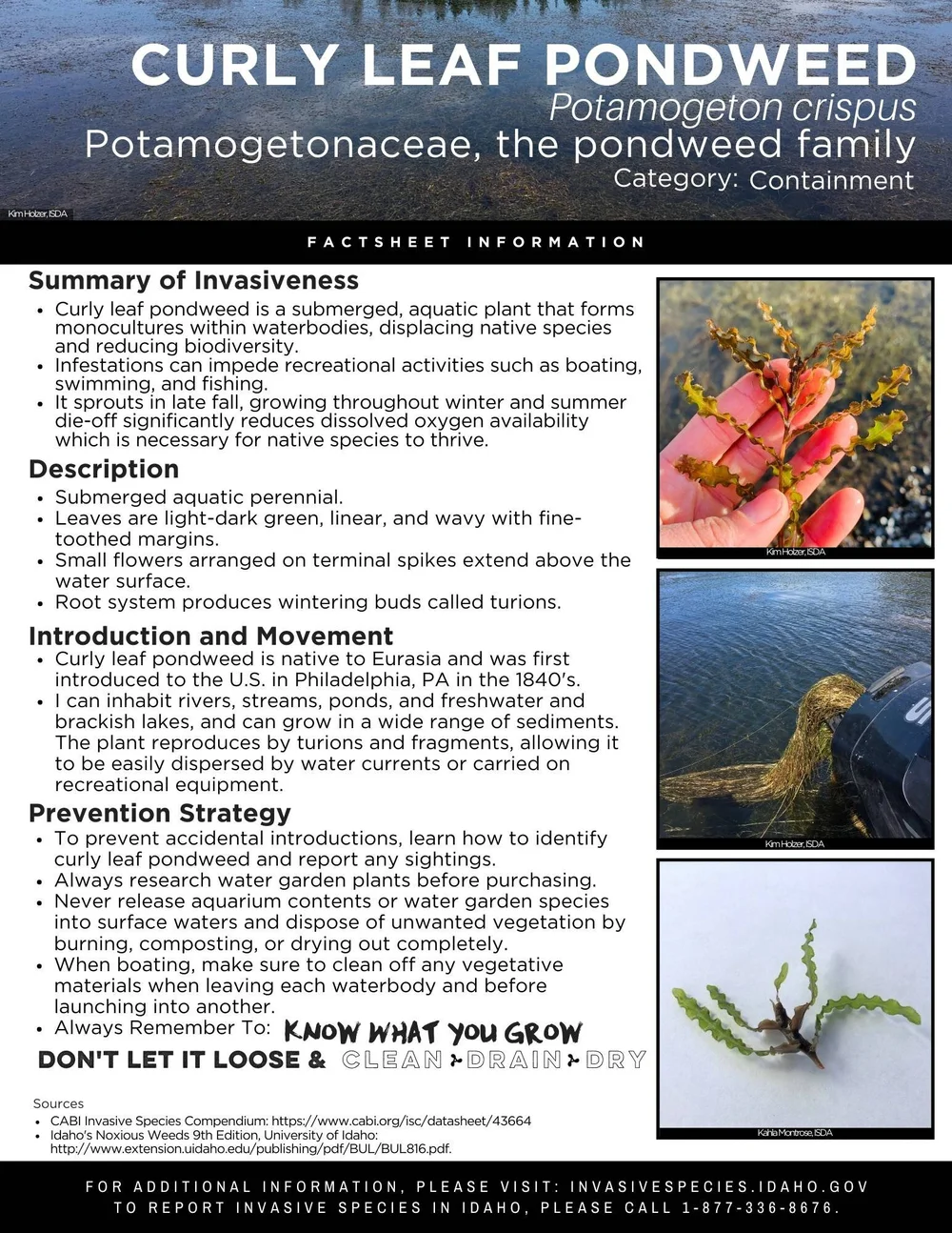 Curly Pondweed Factsheet — Invasive Species of Idaho
