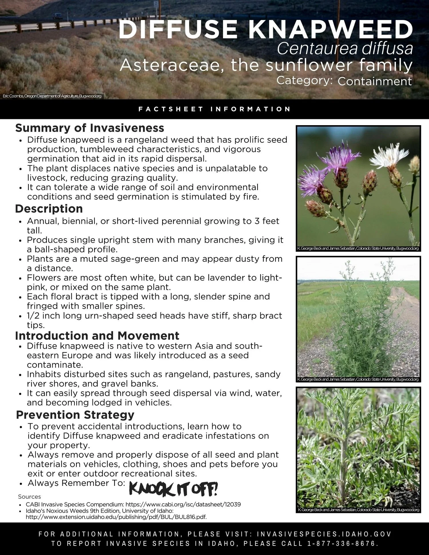 Diffuse Knapweed Factsheet — Invasive Species of Idaho