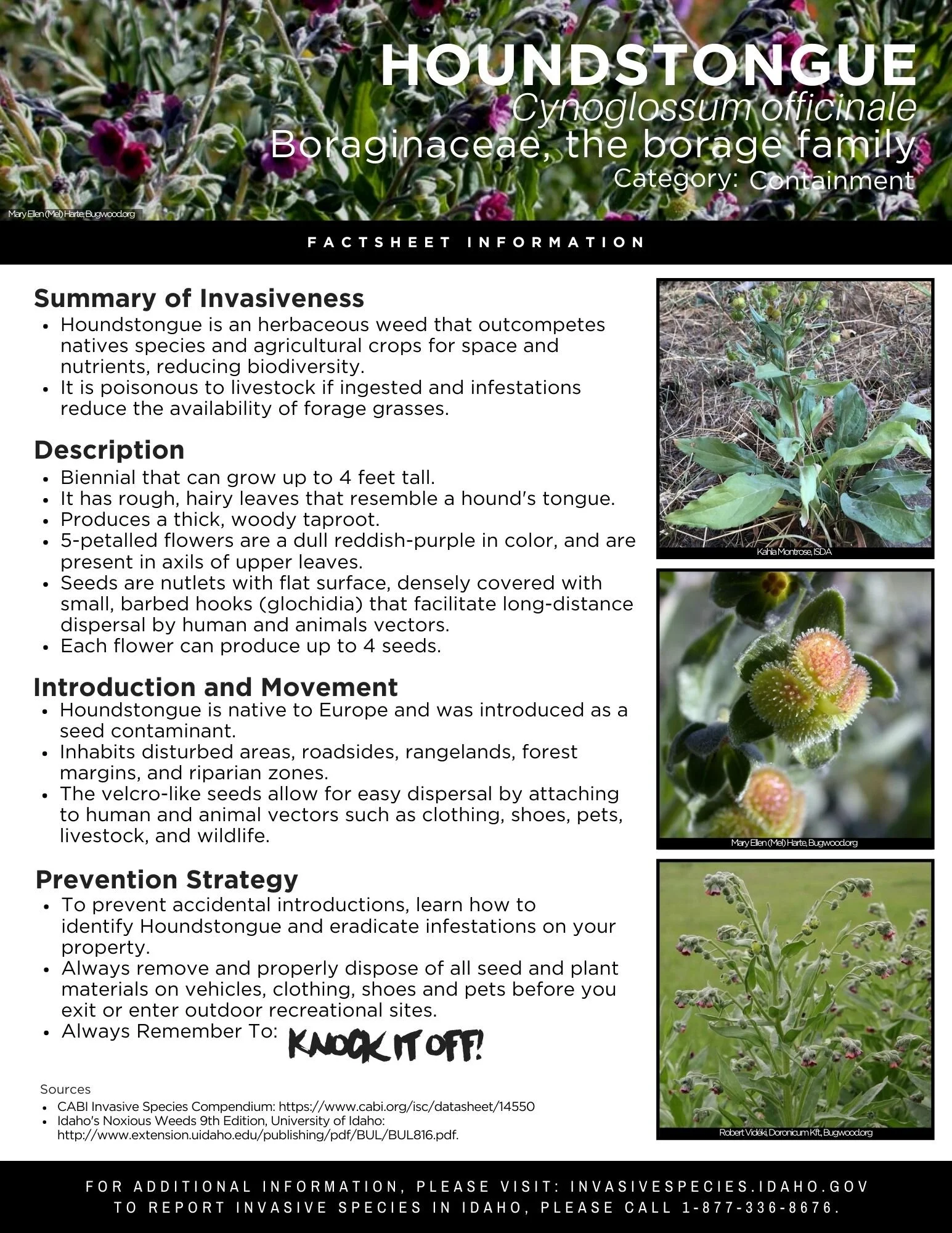 Houndstounge Factsheet — Invasive Species of Idaho