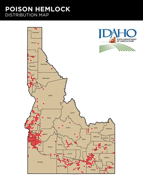 Poison Hemlock Factsheet — Invasive Species of Idaho