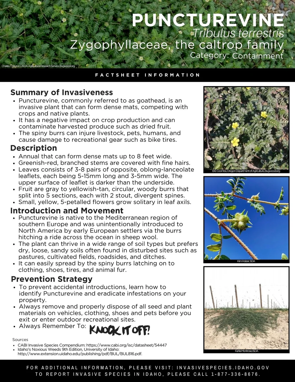Puncturevine Factsheet — Invasive Species of Idaho