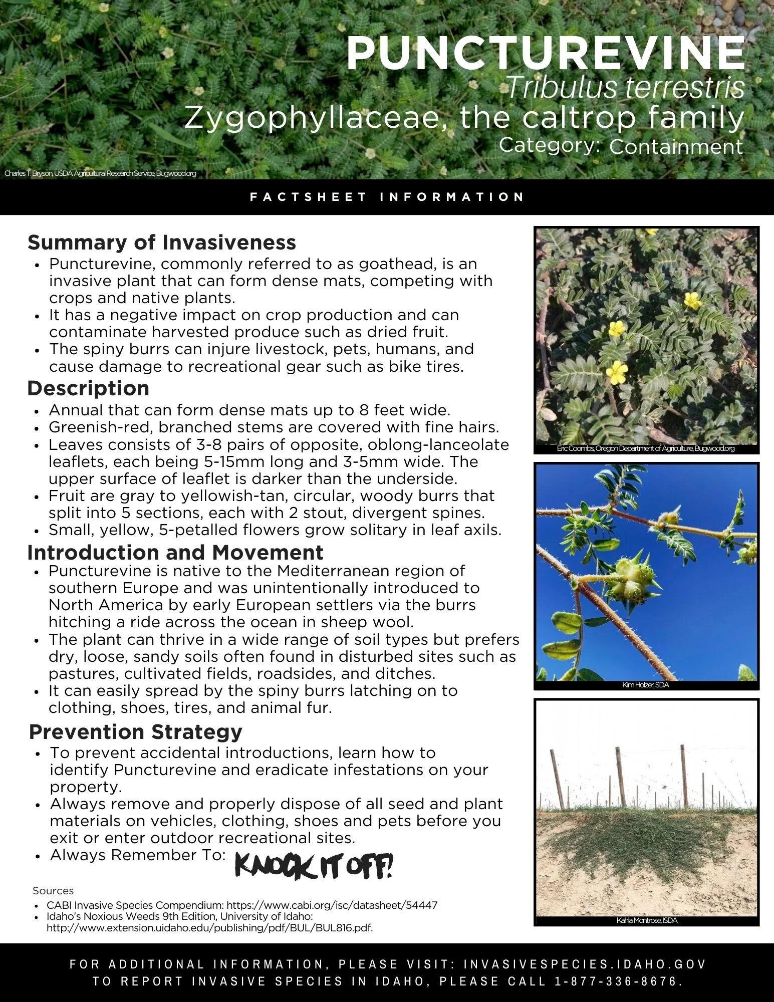 Puncturevine Factsheet — Invasive Species of Idaho