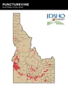 Puncturevine Factsheet — Invasive Species of Idaho