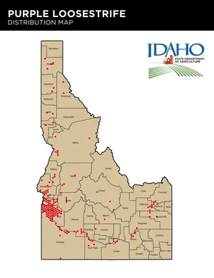 Purple Loosestrife Factsheet — Invasive Species of Idaho